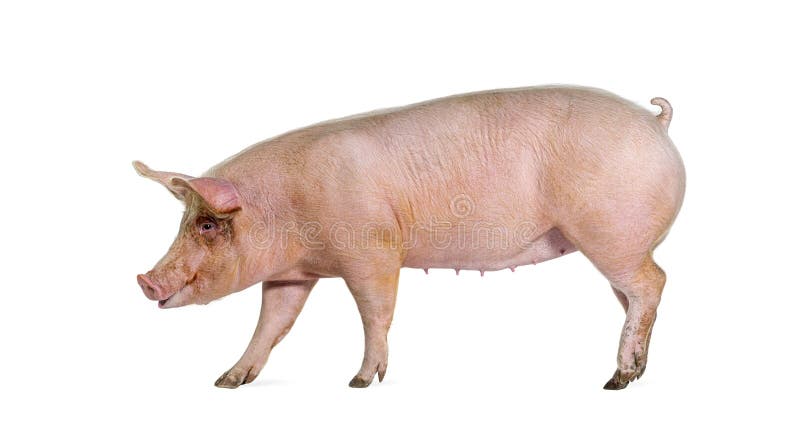 Side View of a Domestic Pig, Isolated on White Stock Photo - Image of ...