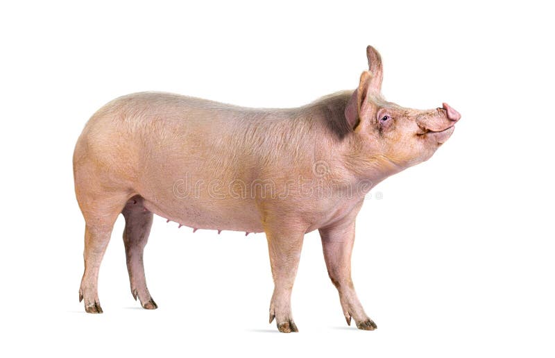 Side View of a Domestic Pig Looking Up, Isolated on White Stock Photo ...