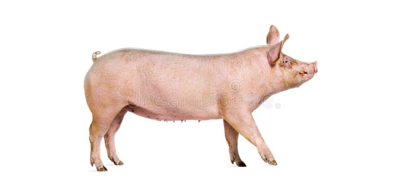 Side View of a Domestic Pig Walking, Isolated on White Stock Photo ...