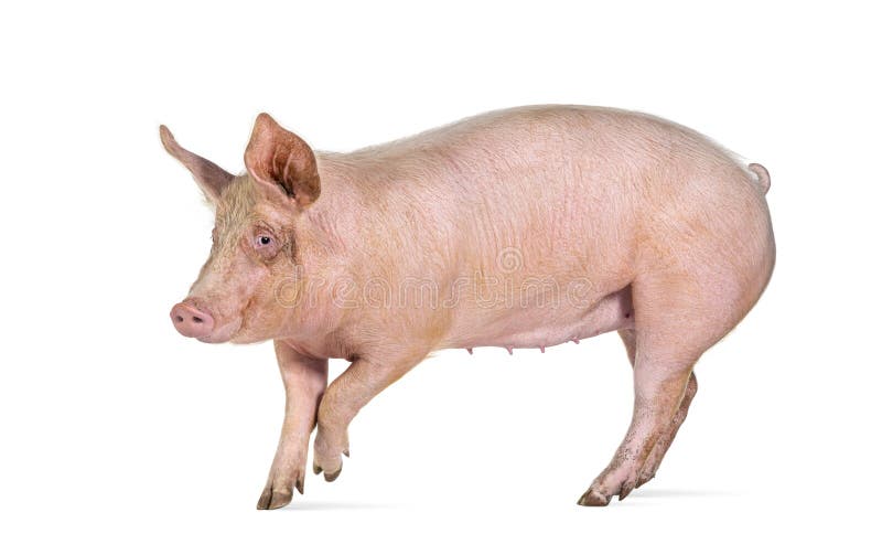 Side View of a Domestic Pig Walking, Isolated on White Stock Image ...