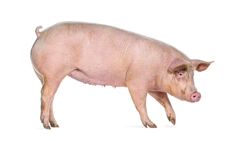 Side View of a Domestic Pig Walking, Isolated on White Stock Photo ...