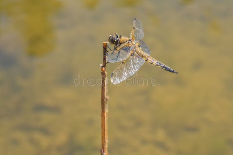 Side View of a Dragonfly Sitting on Twig Stock Photo - Image of pond ...