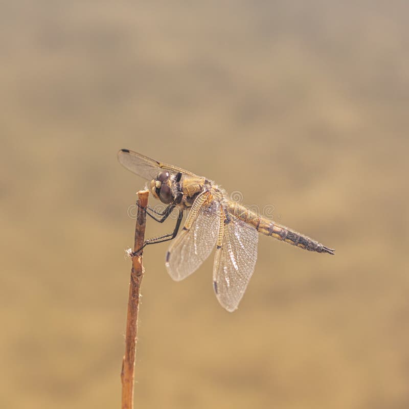 Side View of a Dragonfly Sitting on Twig Stock Photo - Image of macro ...