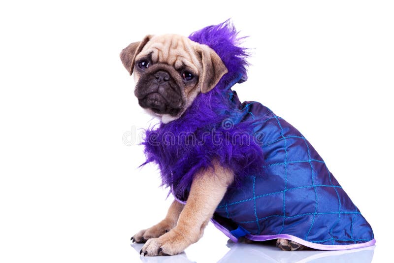 Side View Of A Dressed Pug Puppy Dog Stock Image - Image of cute, side ...