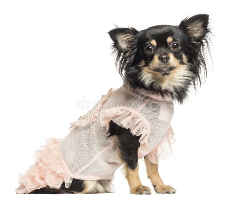 Side View of a Dressed Up Chihuahua Facing, 22 Months Old Stock Image ...