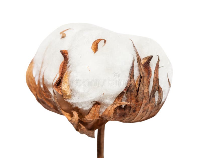 Side View of Dried Ripe Boll of Cotton Plant Stock Image - Image of ...