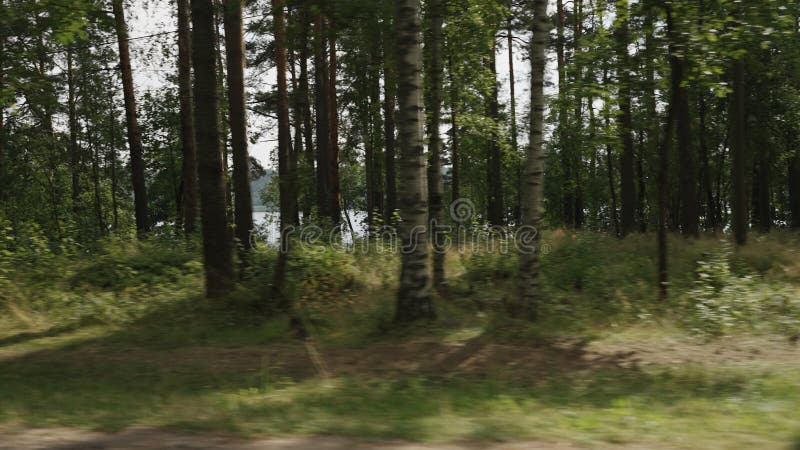 Side View Driving Plate through Mixed Forest Late Summer Stock Photo ...