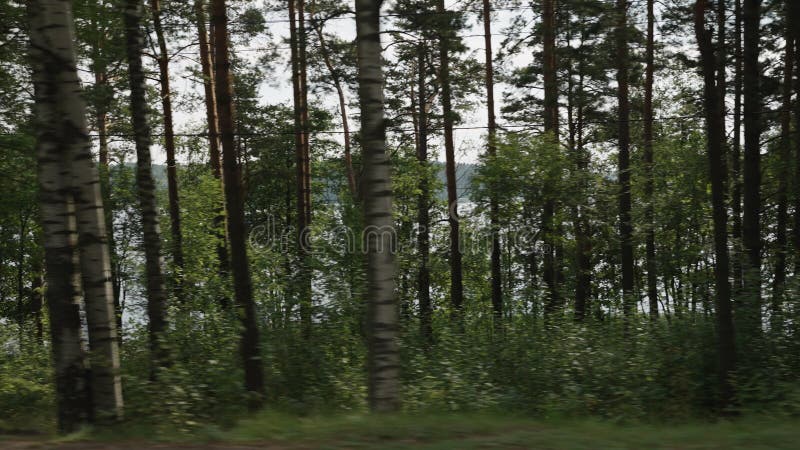 Side View Driving Plate through Mixed Forest Late Summer Stock Image ...