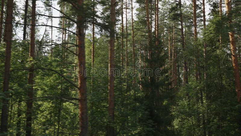 Side View Driving Plate through Mixed Forest Late Summer Stock Image ...