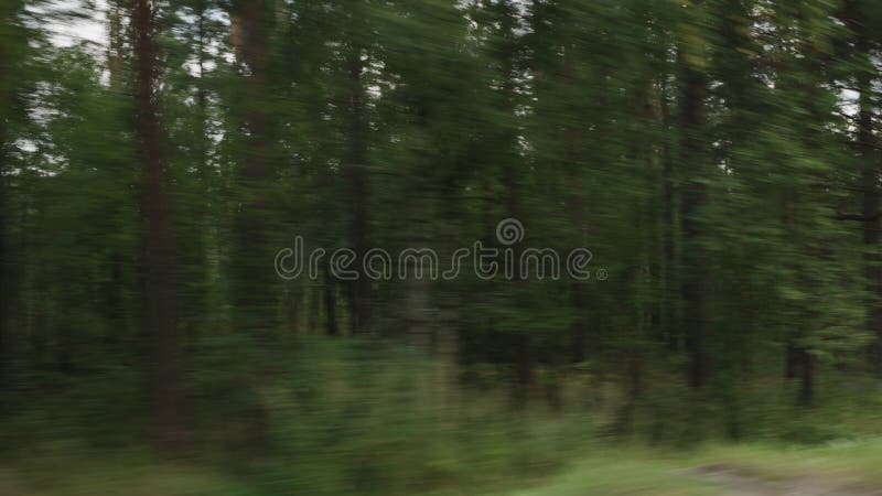 Side View Driving Plate through Pine Forest Late Summer Stock Photo ...
