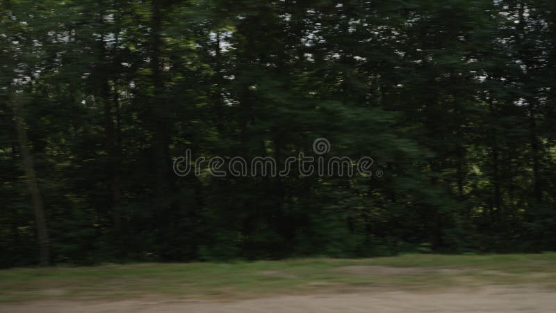 Side View Driving Plate through Pine Forest Late Summer Stock Image ...