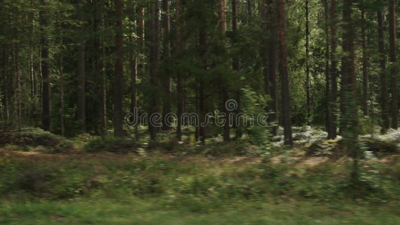 Side View Driving Plate through Pine Forest Late Summer Stock Photo ...