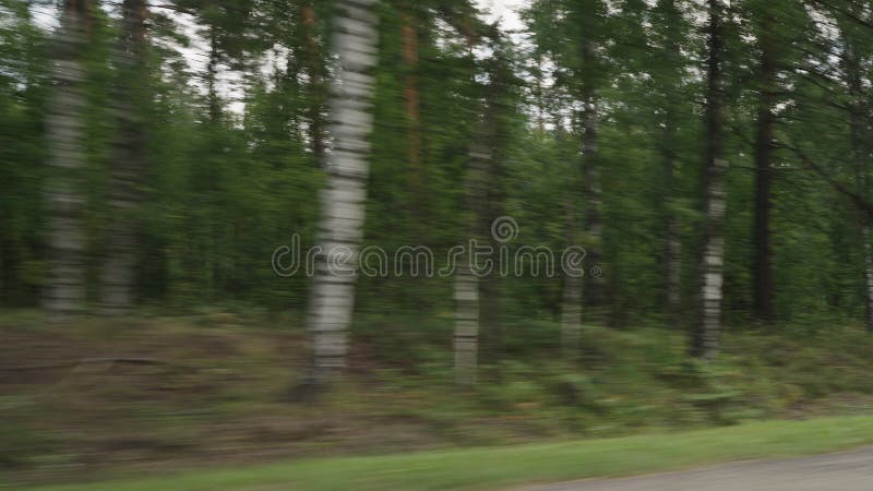 Side View Driving Plate through Pine Forest Late Summer Stock Image ...