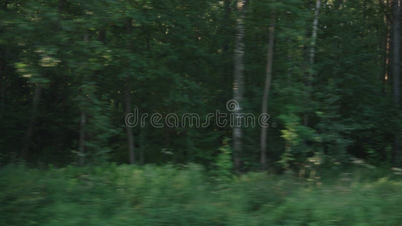Side View Driving Plate of a Summer Forest on a Cloudy Day Stock Video ...
