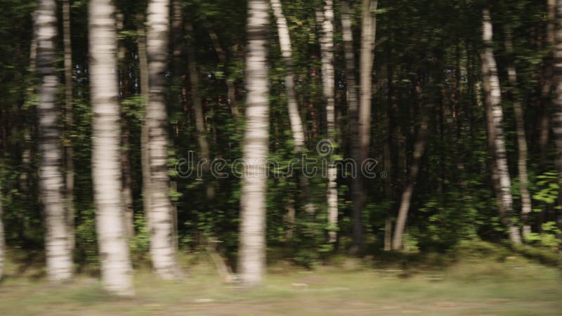 Side View Driving Plate of a Summer Forest Stock Footage - Video of ...