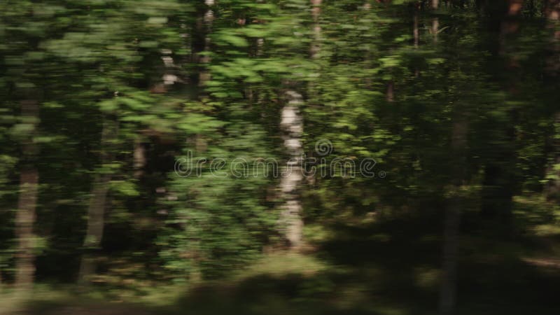 Side View Driving Plate of a Summer Forest Stock Footage - Video of ...