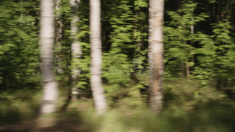 Side View Driving Plate of a Summer Forest Stock Video - Video of fast ...