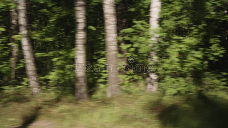 Side View Driving Plate of a Summer Forest Stock Footage - Video of ...