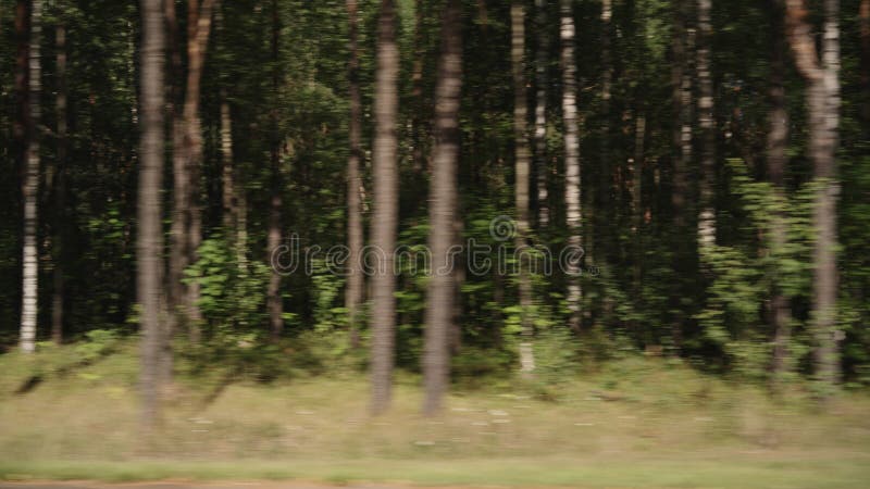 Side View Driving Plate of a Summer Forest Stock Photo - Image of side ...