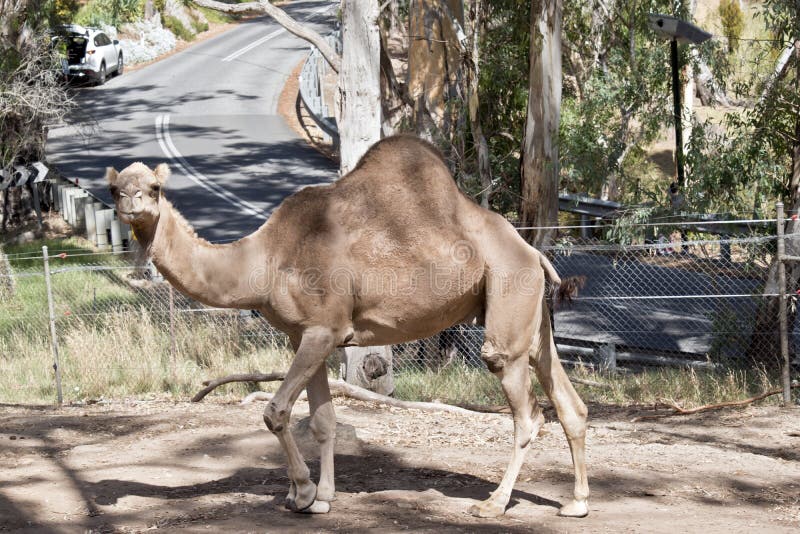 A dromedary camel stock photo. Image of tall, view, lashes - 142033482 A dromedary camel stock photo. Image of tall, view, lashes - 142033482