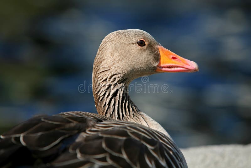 Side view of duck stock image. Image of feather, shallow - 50005521