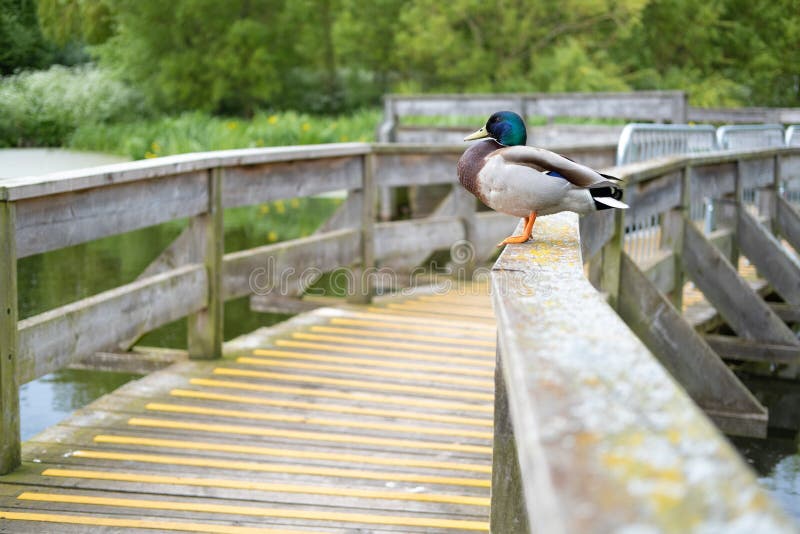 Side View of a Duck Resting on a Boardwalk Handrail Stock Photo - Image ...