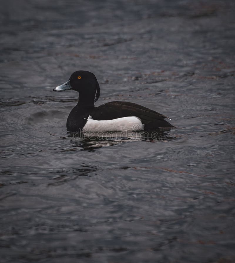 Side View of Duck Swimming in Lake Stock Image - Image of goose ...