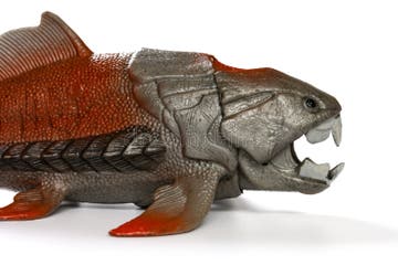 Dunkleosteus Stock Photos - Free & Royalty-Free Stock Photos from ...