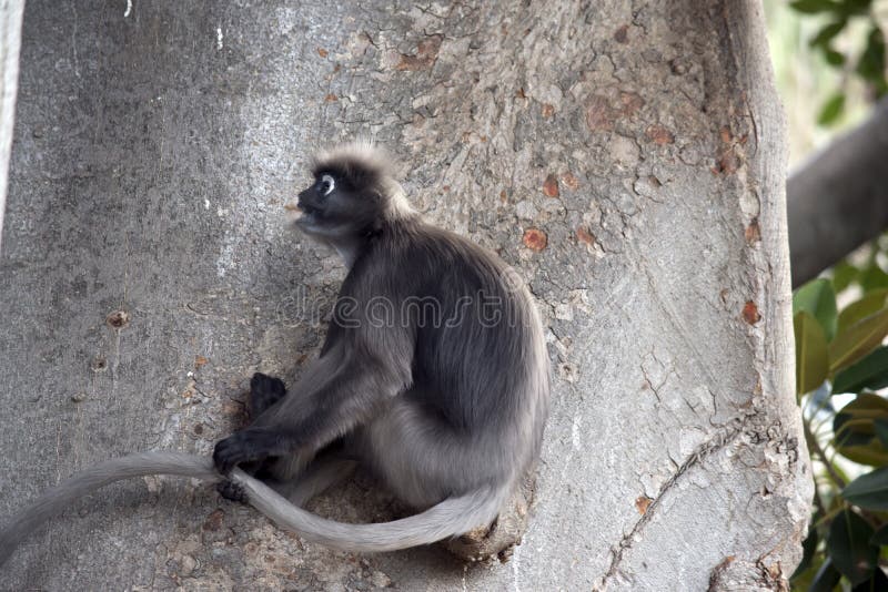 This is a Side View of a Dusky Leaf Monkey Stock Photo - Image of ...