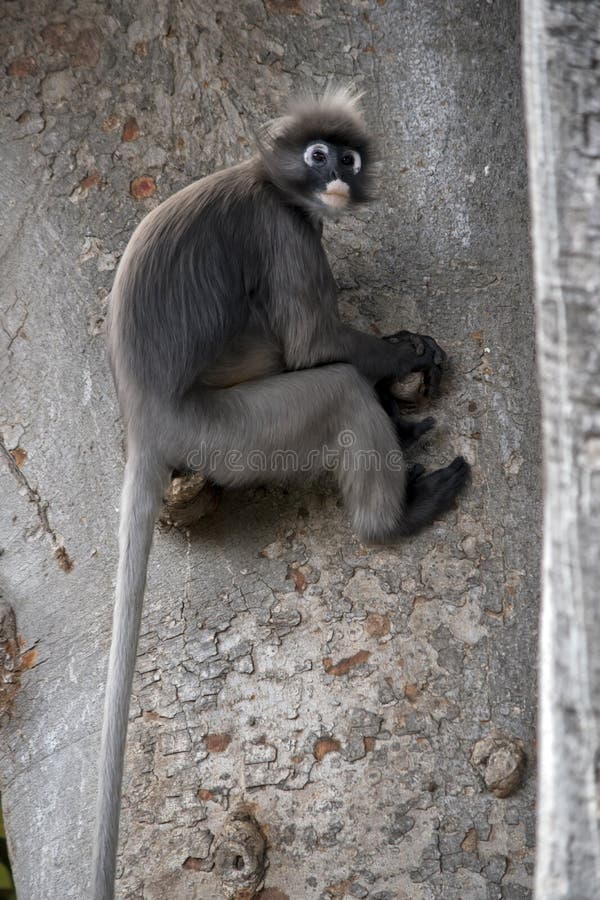 This is a Side View of a Dusky Leaf Monkey Stock Image - Image of white ...