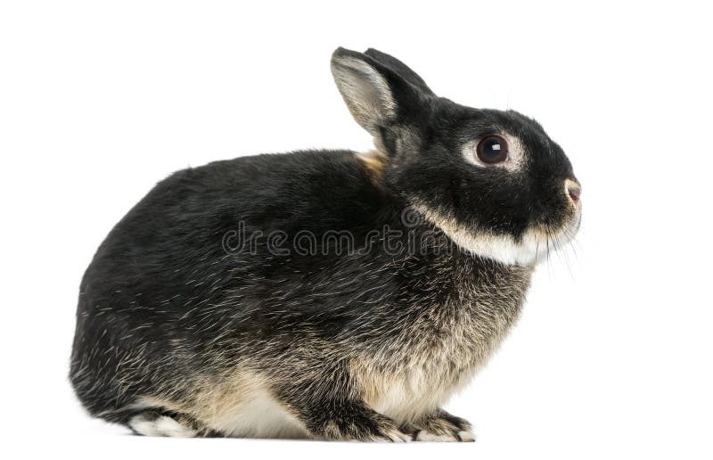 Dwarf Rabbit Old Stock Photos - Free & Royalty-Free Stock Photos from ...