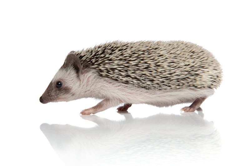 Side View of an Eager Hedgehog Stealthily Walking Around Stock Image ...