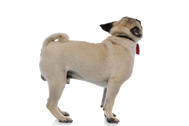 Side View Pug Standing Isolated Stock Photos - Free & Royalty-Free ...