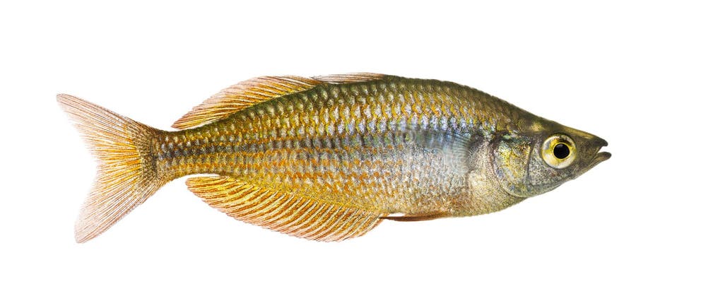 Side View of an Eastern Rainbowfish Stock Photo - Image of swimming ...