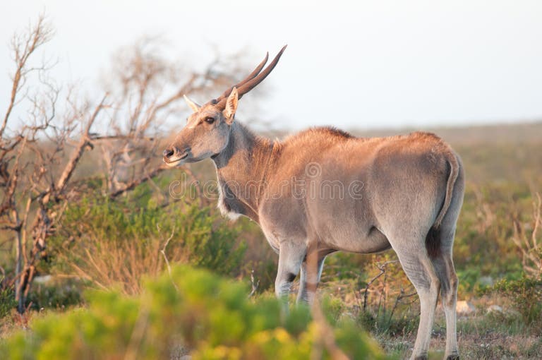 Side view of Eland stock image. Image of south, side - 21525573