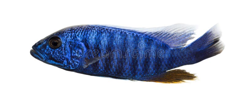 Side View of an Electric Blue Hap, Sciaenochromis Ahli, Isolated Stock ...