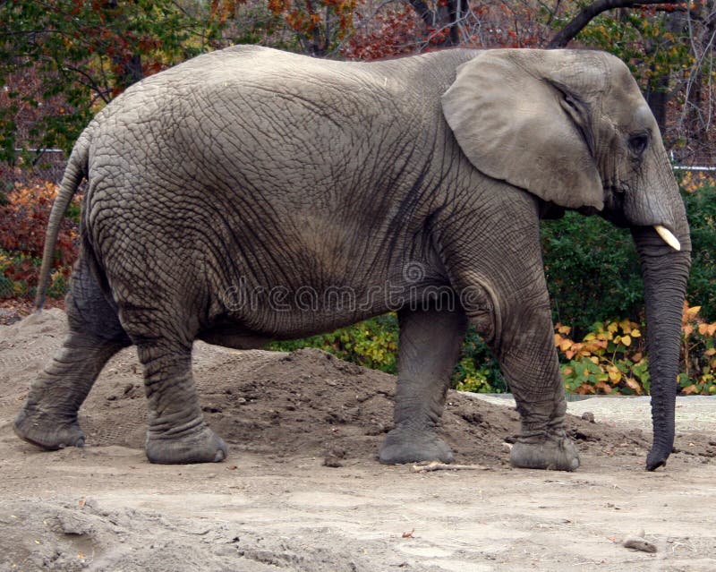 Top View of an Elephant Walking O the Savana Stock Image - Image of ...