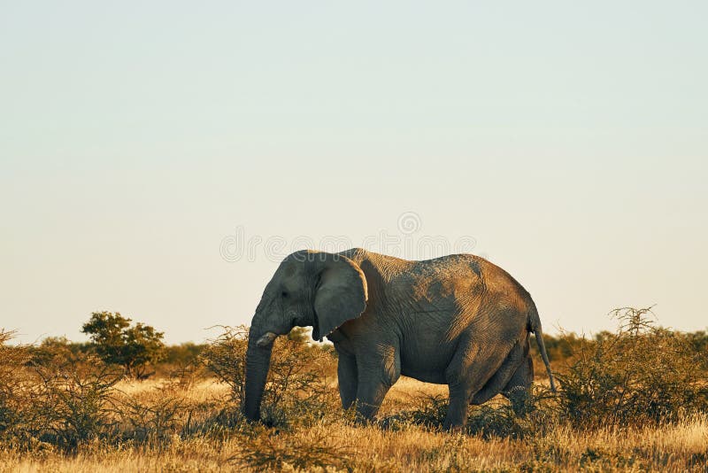 Side View. Elephant is in the Wildlife at Daytime Stock Image - Image ...