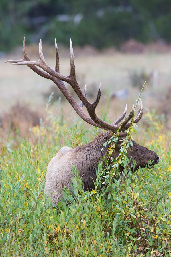 Side View of Big Whitetail Buck Stock Photo - Image of animal, massive ...