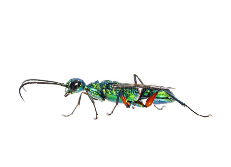 Side View of a Emerald Cockroach Wasp, Ampulex Compressa, Isolated on ...
