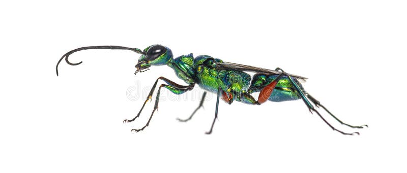 Side View of a Emerald Cockroach Wasp, Ampulex Compressa, Isolated on ...