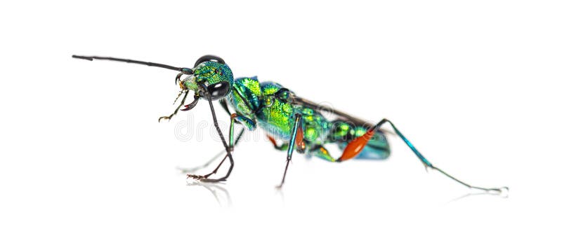 Side View of a Emerald Cockroach Wasp, Ampulex Compressa, Isolated on ...