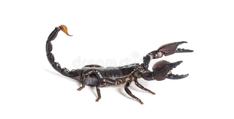 Side View of Emperor Scorpion, Pandinus Imperator, Isolated on White ...