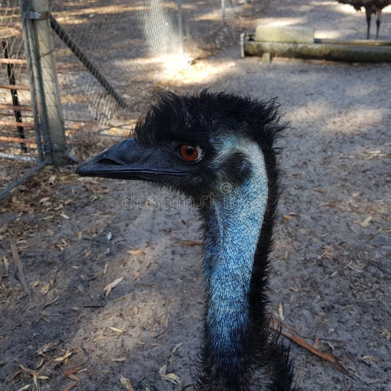 Side view emu stock image. Image of crest, neck, side - 112399817