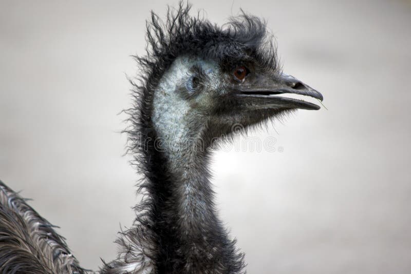 This is a Side View of an Emu Stock Photo - Image of long, plumage ...