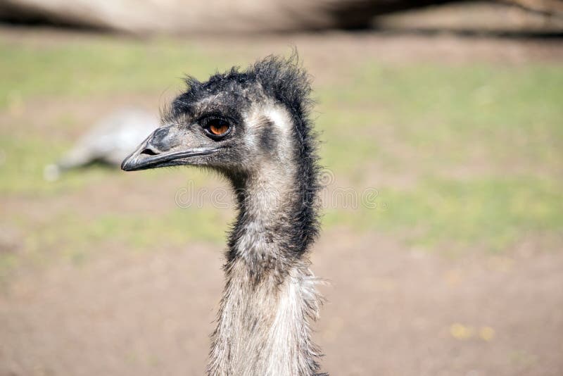 This is a Side View of an Emu Stock Image - Image of bill, flightless ...