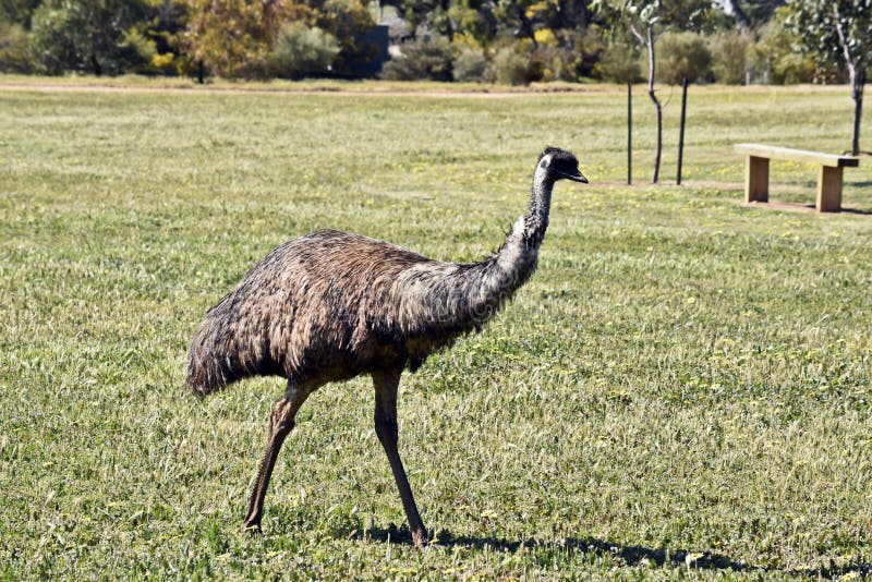 This is a Side View of an EMU Stock Image - Image of eyes, neck: 159660497