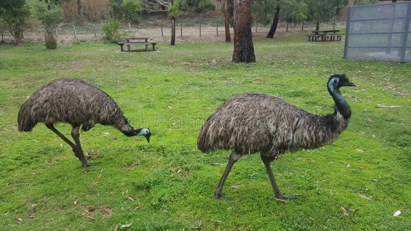 Emu side view stock photo. Image of nature, creation - 28506682