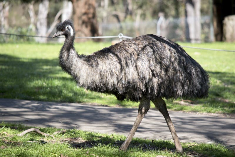 This is a Side View of an Emu Walking Stock Image - Image of eyes ...