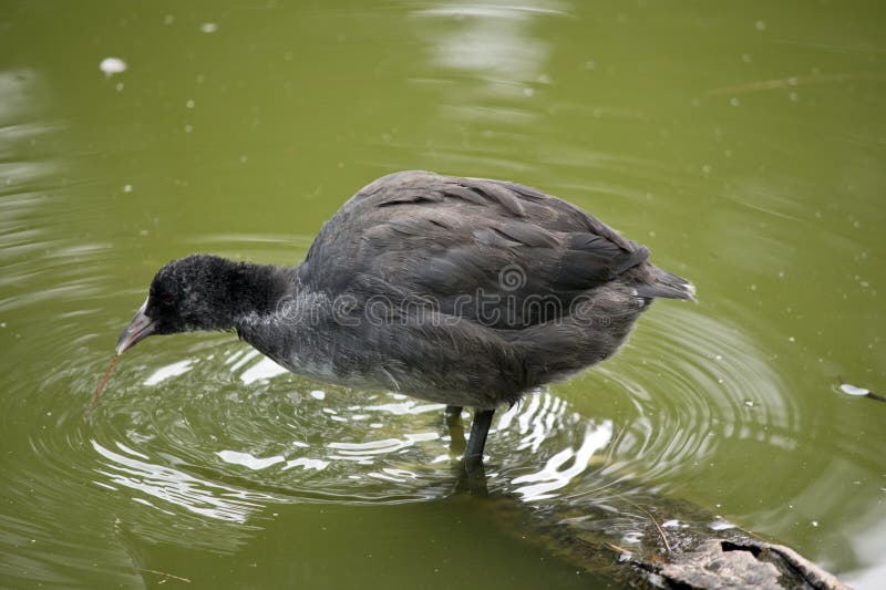 This is a Side View of an Eurasian Coot Chick Stock Photo - Image of ...